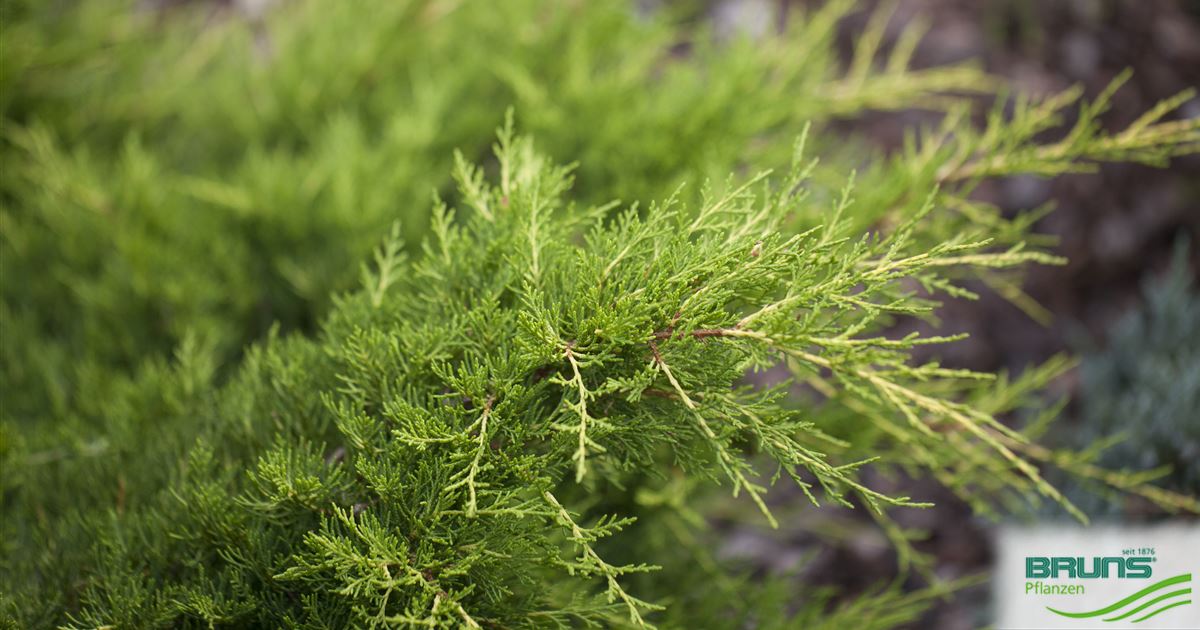 Juniperus media 'Gold Coast' von Bruns Pflanzen