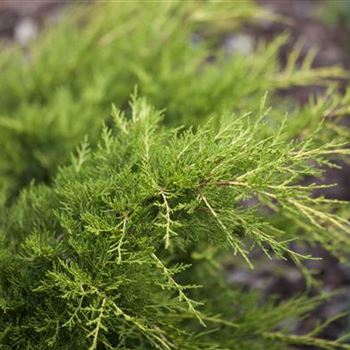 Juniperus media 'Gold Coast' von Bruns Pflanzen