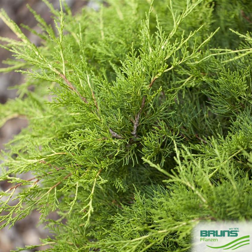 Juniperus media 'Gold Coast' von Bruns Pflanzen