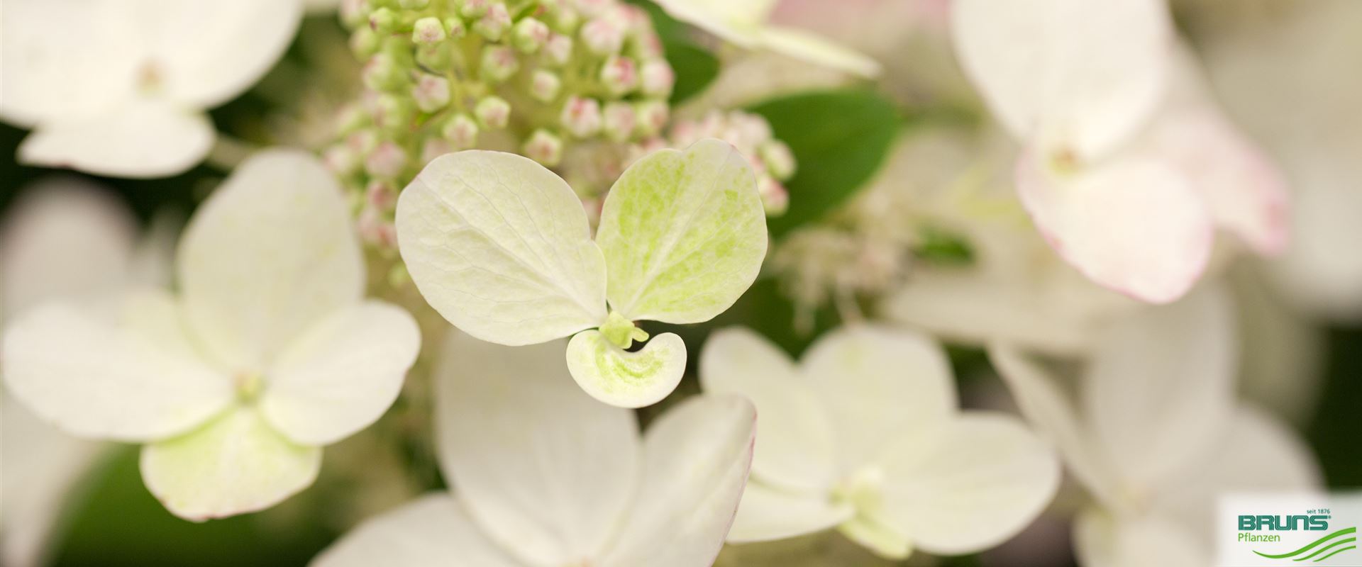 Hydrangea paniculata 'Magical Fire' von Bruns Pflanzen