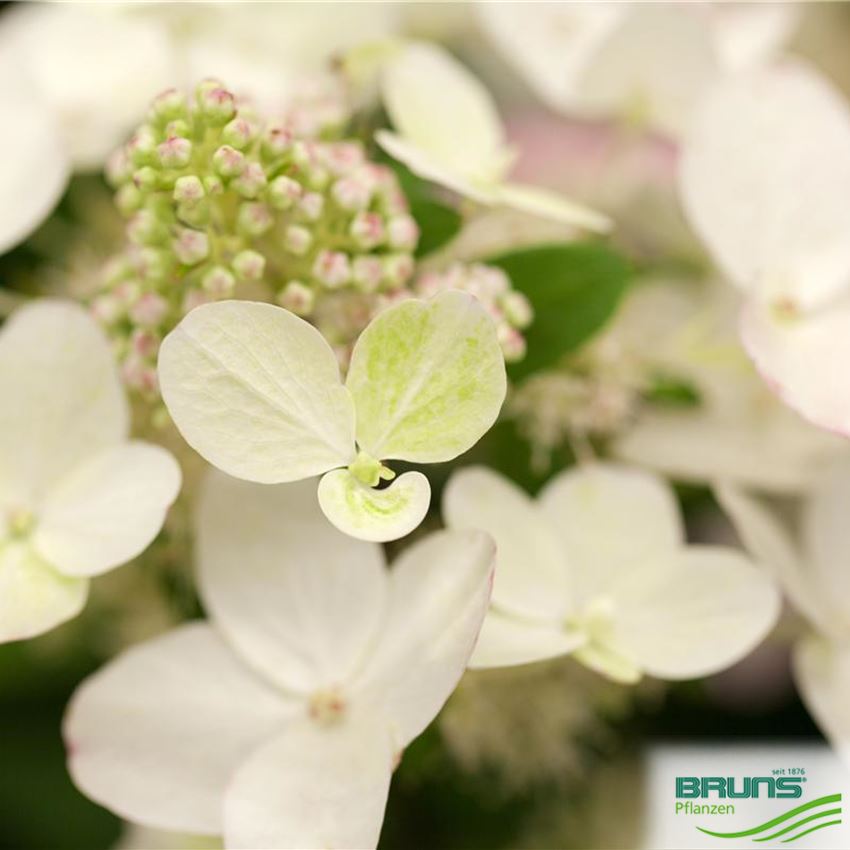 Hydrangea paniculata 'Magical Fire' von Bruns Pflanzen