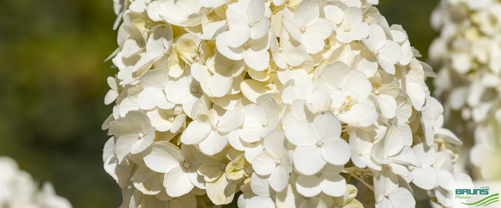 Hydrangea paniculata 'Magical Moonlight' von Bruns Pflanzen