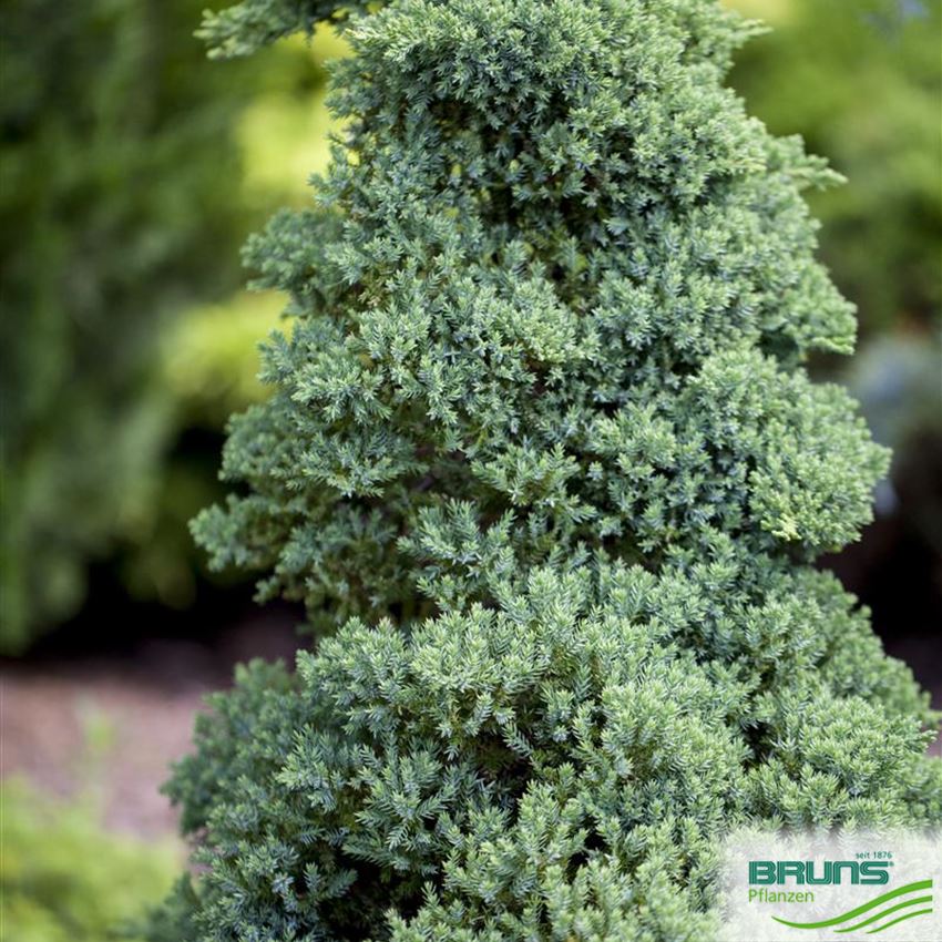 Juniperus procumbens 'Nana' von Bruns Pflanzen