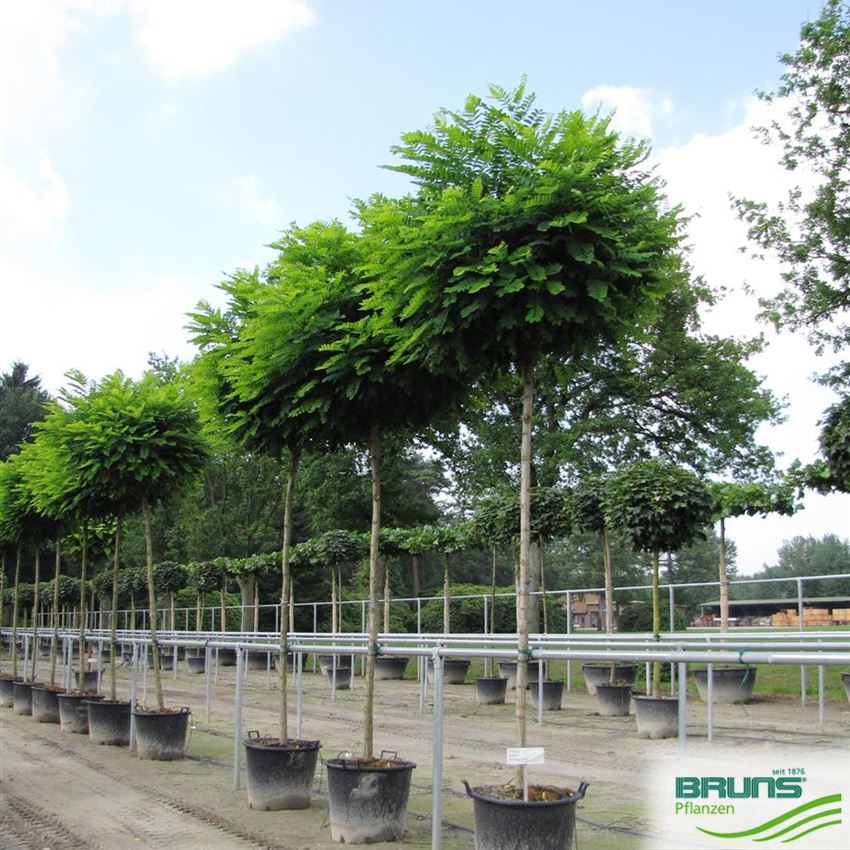 Robinia pseudoacacia 'Umbraculifera', robinier boule von Bruns Pflanzen