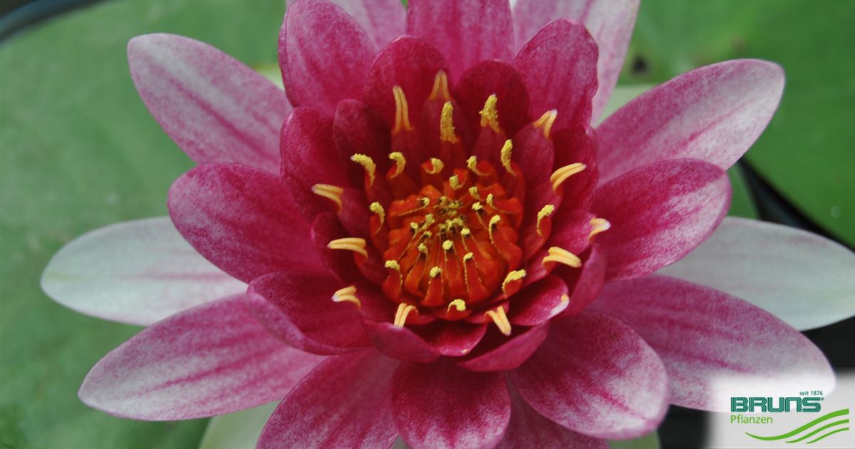 Nymphaea 'Rene Gerard' von Bruns Pflanzen