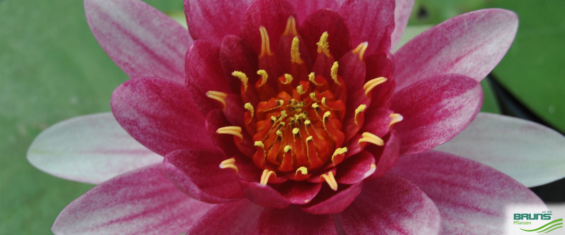 Nymphaea 'Rene Gerard' von Bruns Pflanzen