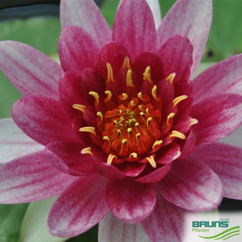 Nymphaea 'Rene Gerard' von Bruns Pflanzen