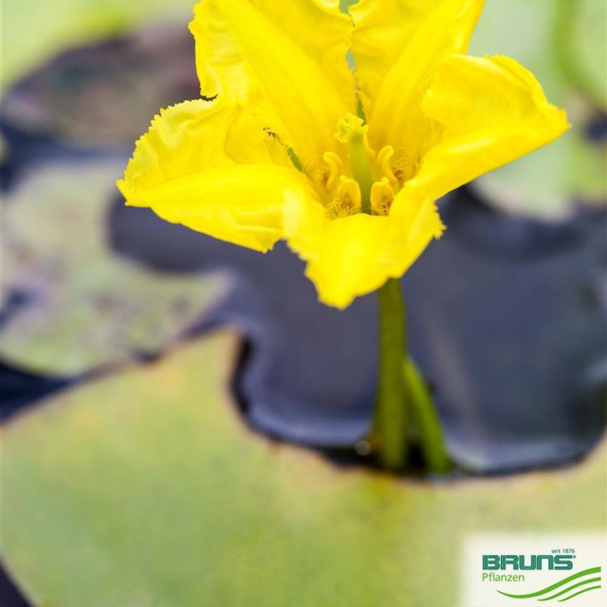 Nymphoides peltata von Bruns Pflanzen