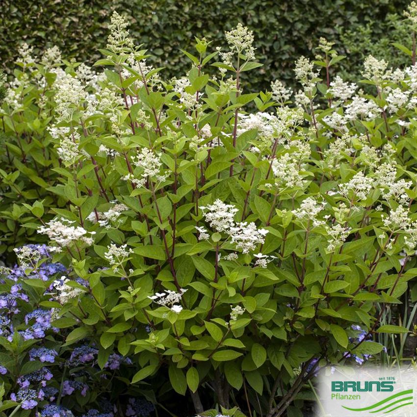 Hydrangea paniculata 'Wim's Red' (R) von Bruns Pflanzen
