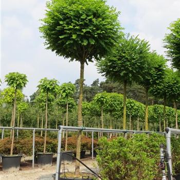 Robinia pseudoacacia 'Umbraculifera', robinier boule von Bruns Pflanzen