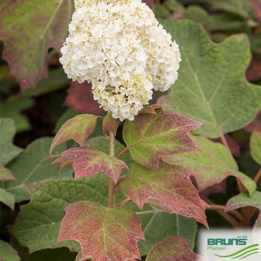 Hydrangea quercifolia 'Harmony' von Bruns Pflanzen