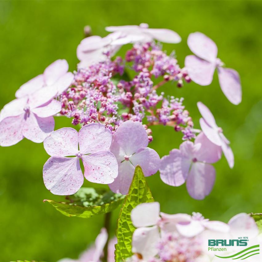 Hydrangea serrata 'Bluebird' von Bruns Pflanzen