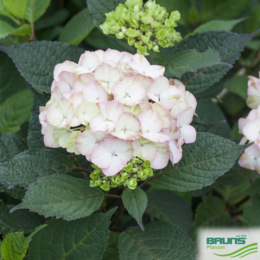 Hydrangea serrata 'Preziosa' von Bruns Pflanzen