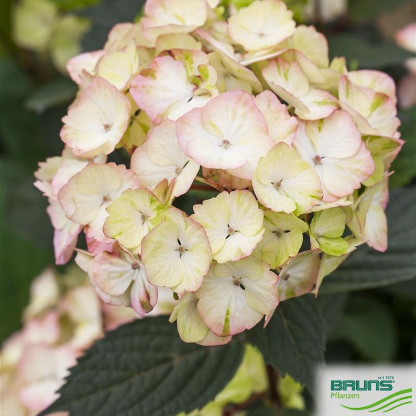 Hydrangea serrata 'Preziosa' von Bruns Pflanzen