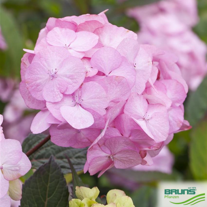 Hydrangea serrata 'Preziosa' von Bruns Pflanzen