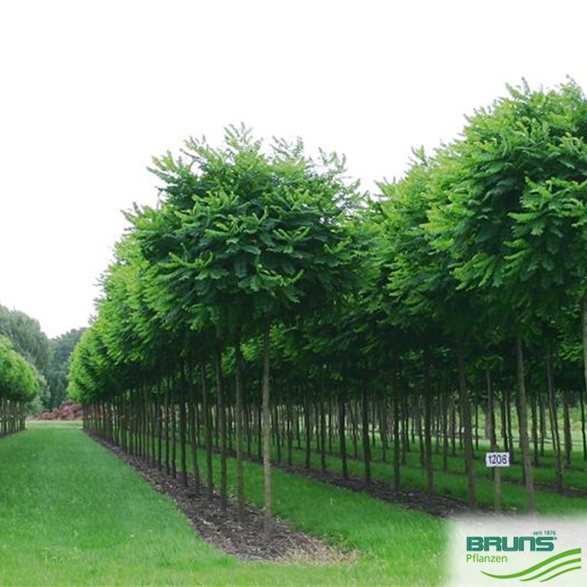 Robinia pseudoacacia 'Umbraculifera', robinier boule von Bruns Pflanzen
