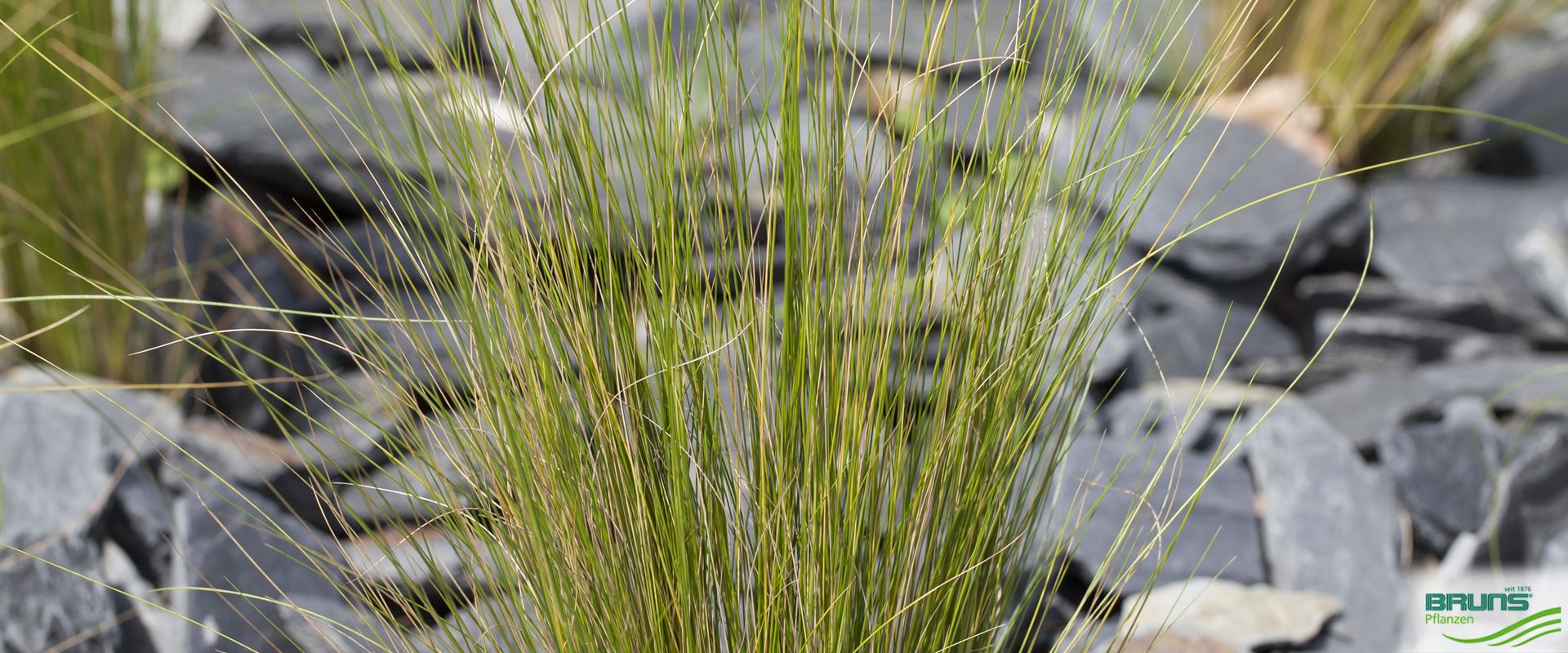 Nassella tenuissima von Bruns Pflanzen
