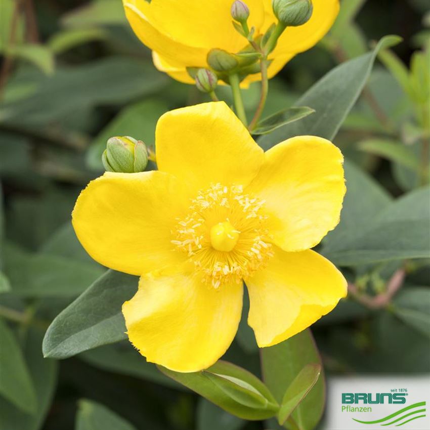 Hypericum 'Hidcote' von Bruns Pflanzen