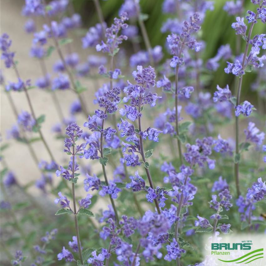 Nepeta x faassenii von Bruns Pflanzen