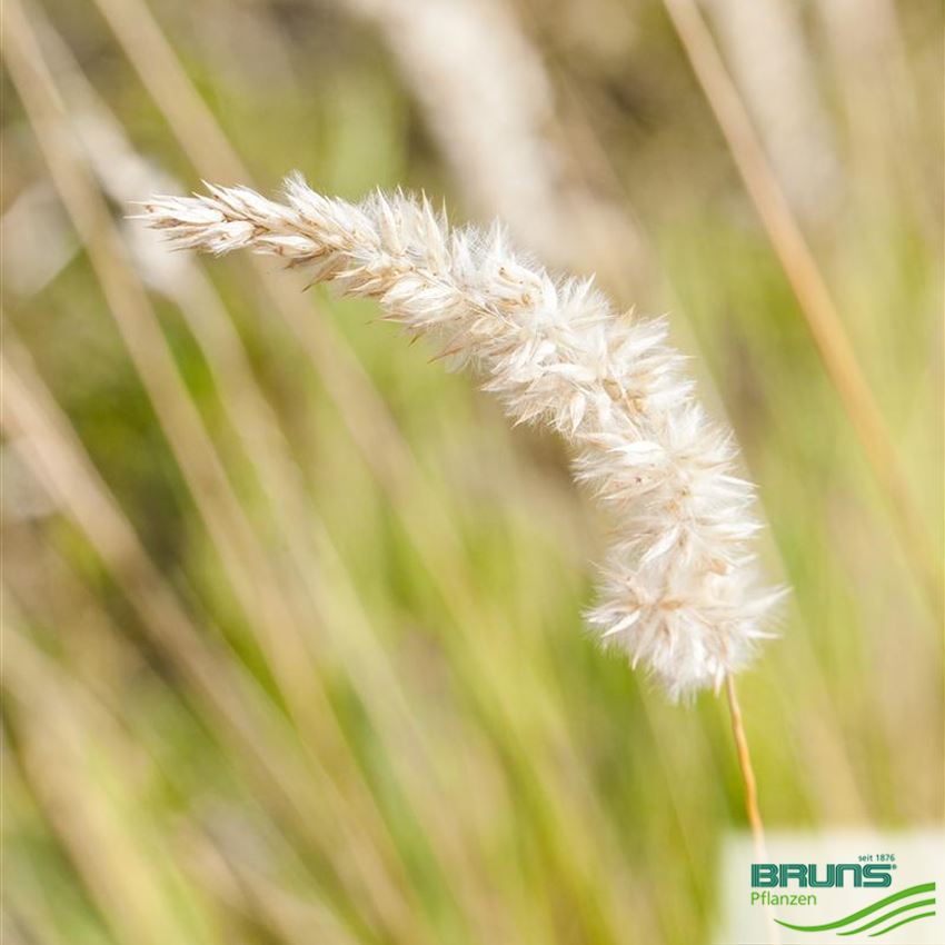 Melica ciliata von Bruns Pflanzen