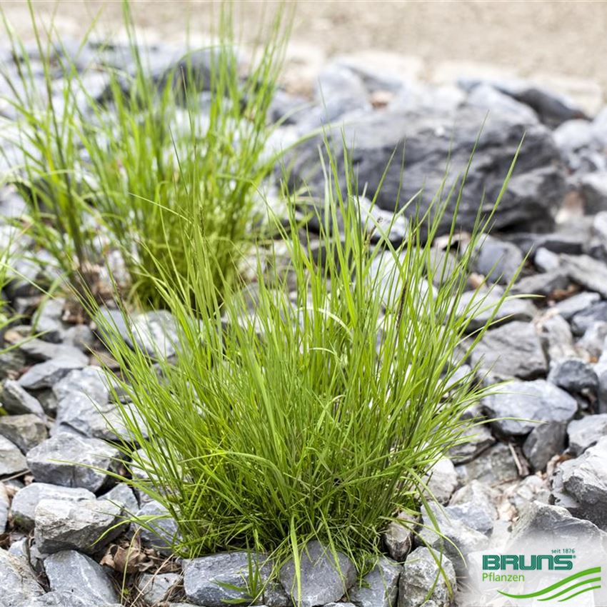 Melica ciliata, Wimper-Perlgras von Bruns Pflanzen
