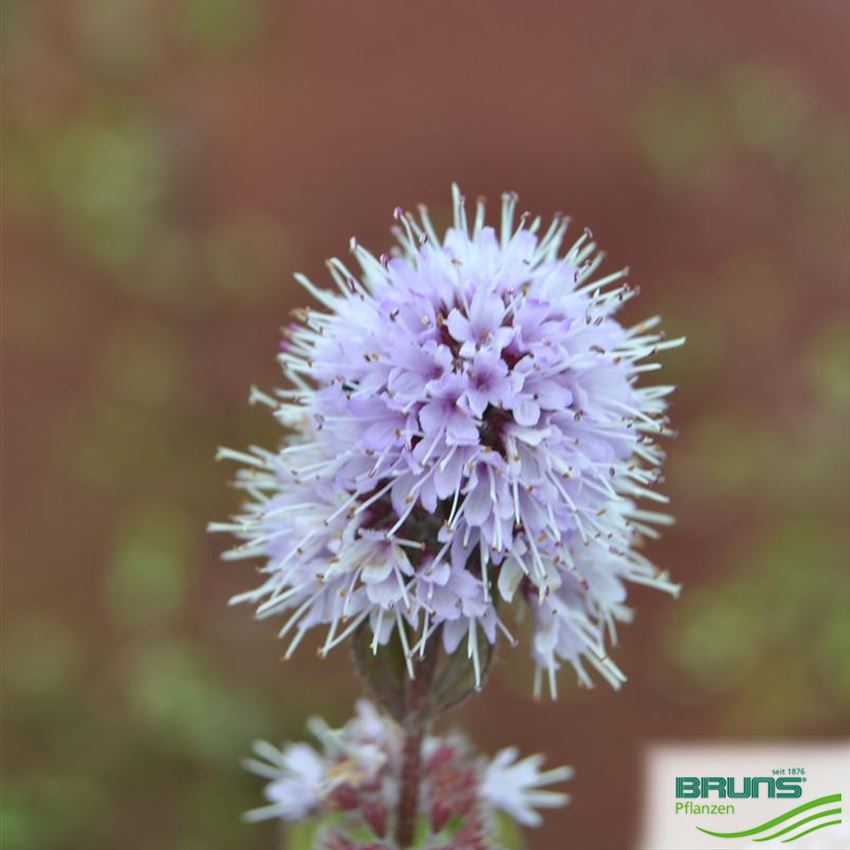 Mentha aquatica, Wasser-Minze, Bach-Minze von Bruns Pflanzen
