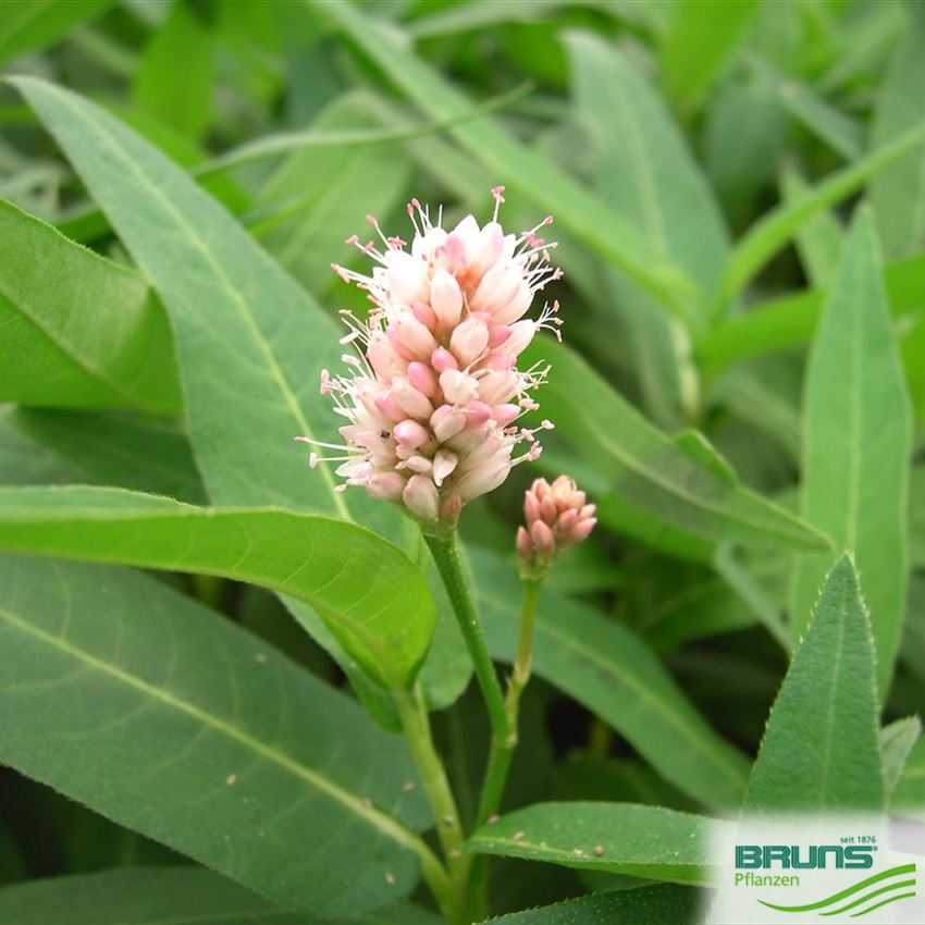 Persicaria amphibia, Amphibious Bisstort von Bruns Pflanzen