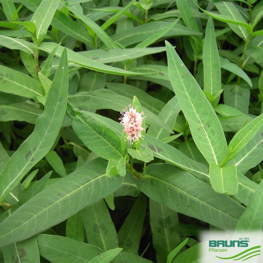 Persicaria amphibia, Amphibious Bisstort von Bruns Pflanzen