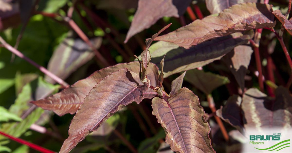 Persicaria microcephala 'Red Dragon' von Bruns Pflanzen