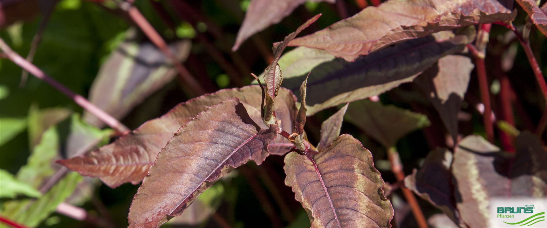 Persicaria microcephala 'Red Dragon' von Bruns Pflanzen
