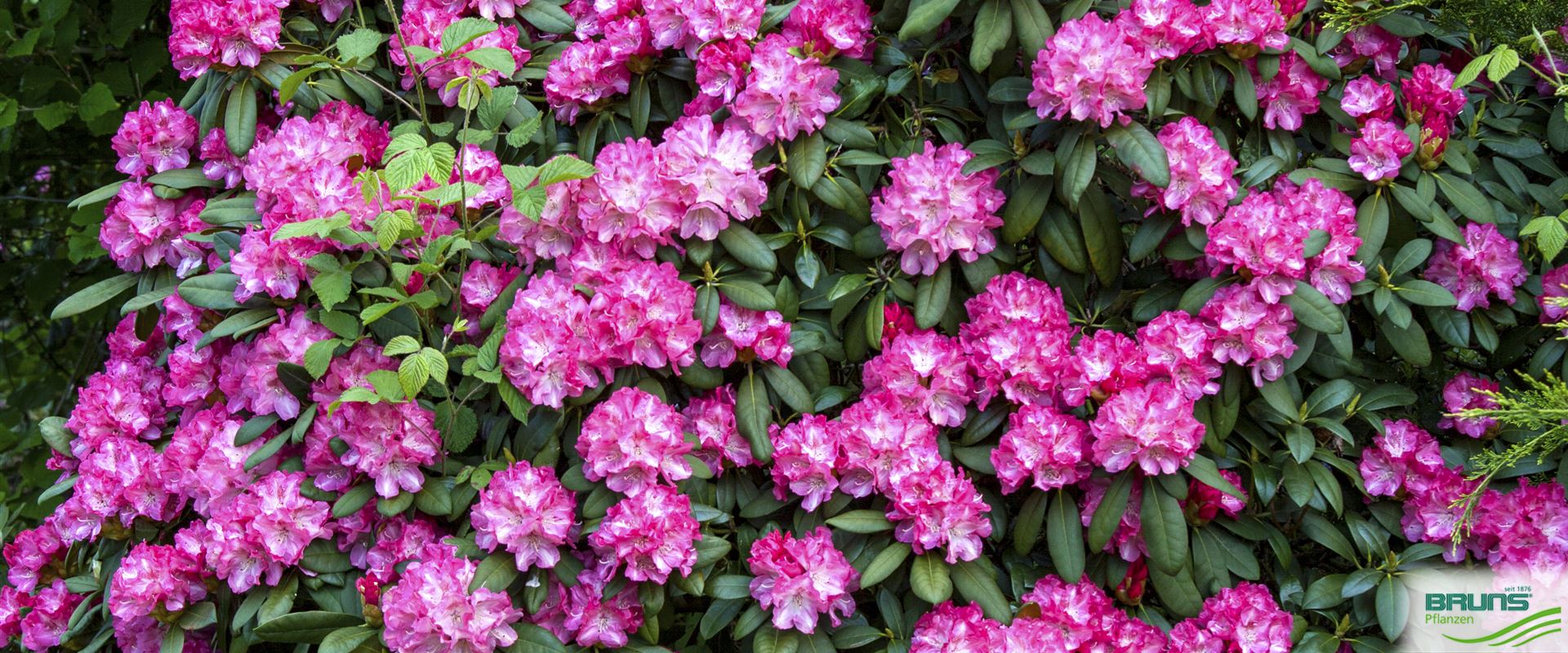 Rhododendron Inkarho (R) yakush. 'Anuschka' von Bruns Pflanzen
