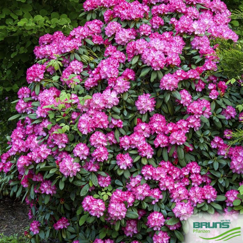 Rhododendron yakush. 'Anuschka' von Bruns Pflanzen