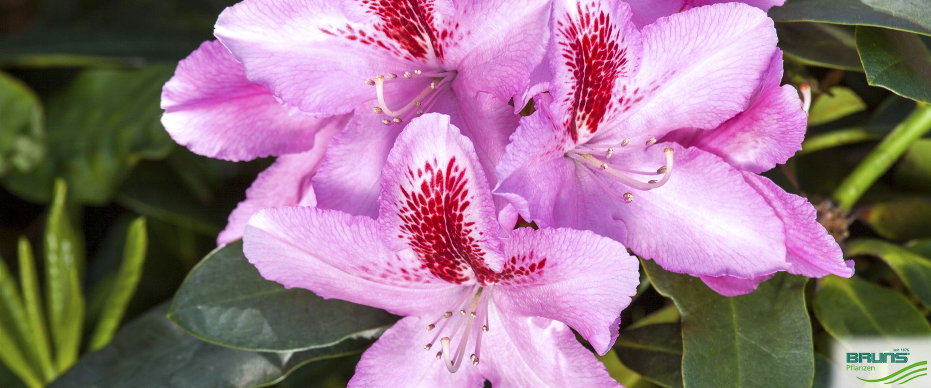 Rhododendron Inkarho (R) 'Furnivalls Daughter' von Bruns Pflanzen