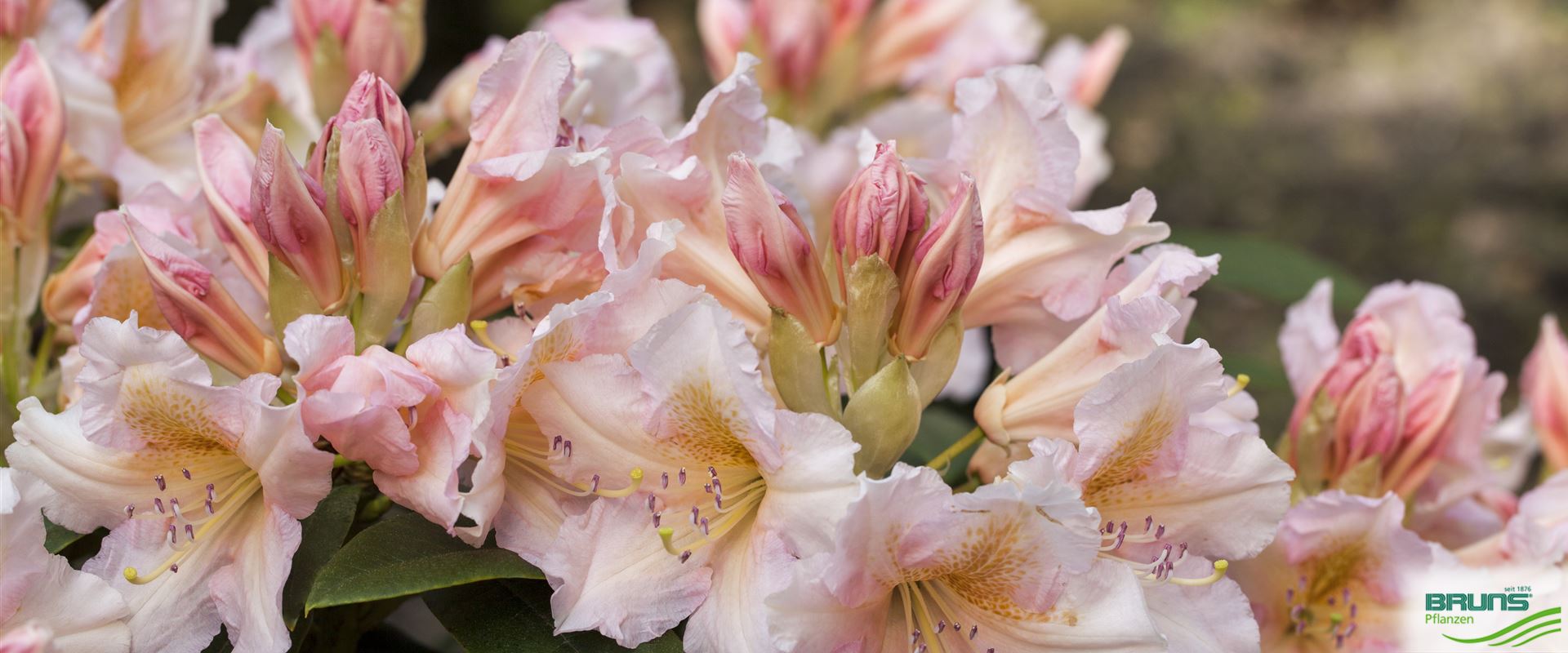 Rhododendron Inkarho (R) 'Gloria' von Bruns Pflanzen