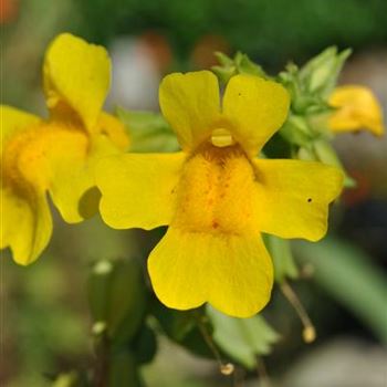 Mimulus luteus, Monkey Flower von Bruns Pflanzen
