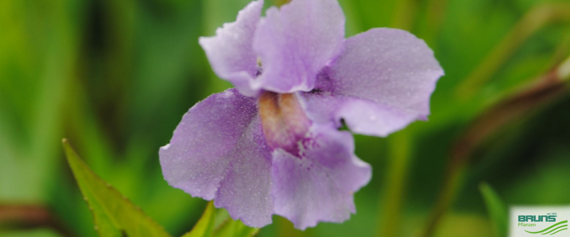 Mimulus ringens, Blaue Gauklerblume von Bruns Pflanzen