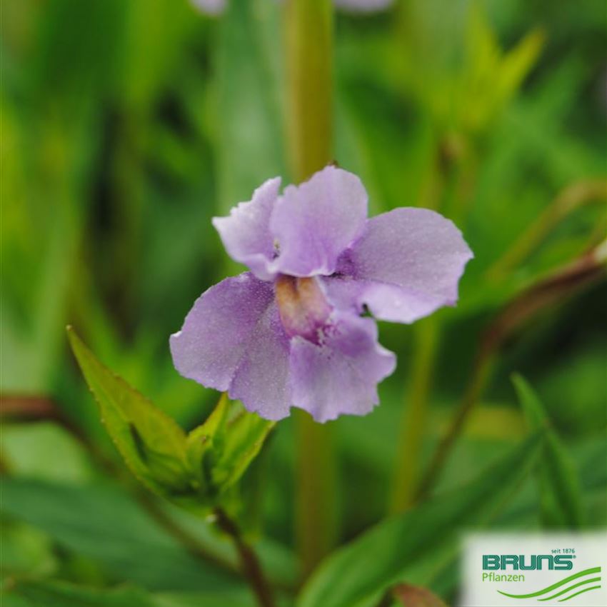 Mimulus ringens von Bruns Pflanzen