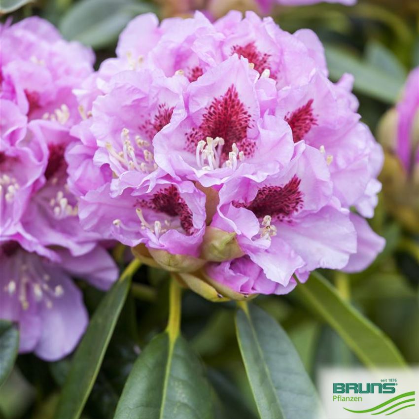 Rhododendron Inkarho (R) 'Graefin Sonja' von Bruns Pflanzen