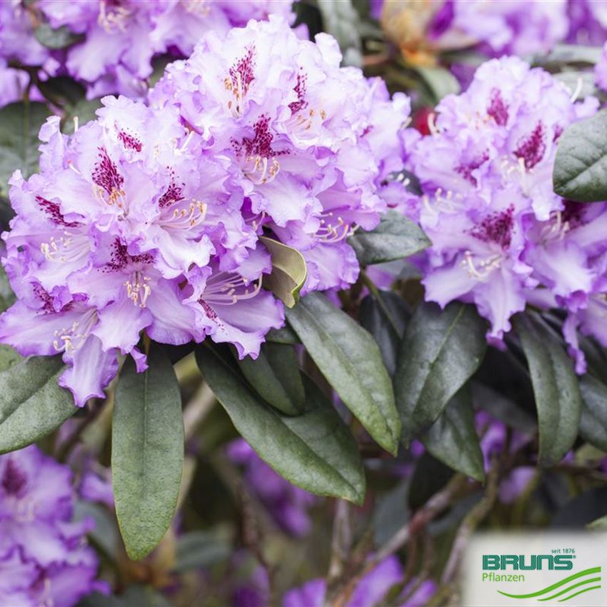 Rhododendron 'Blue Peter' von Bruns Pflanzen
