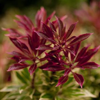 Pieris japonica 'Carnaval' von Bruns Pflanzen