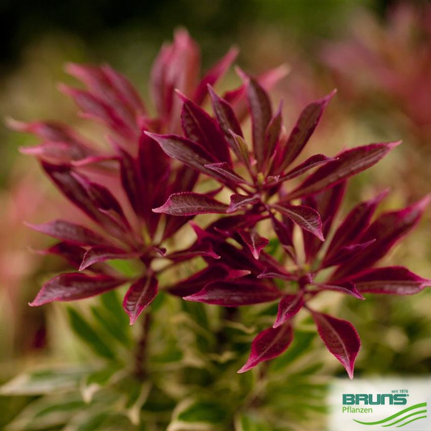 Pieris japonica 'Carnaval' von Bruns Pflanzen