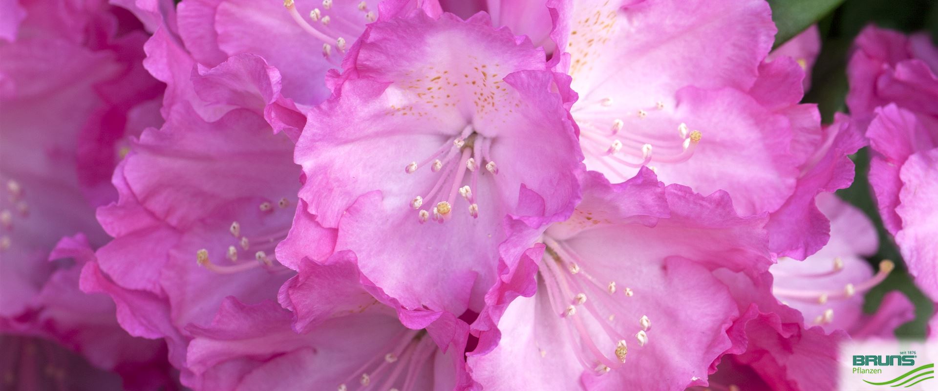 Rhododendron Inkarho (R) yakush. 'Polaris' von Bruns Pflanzen