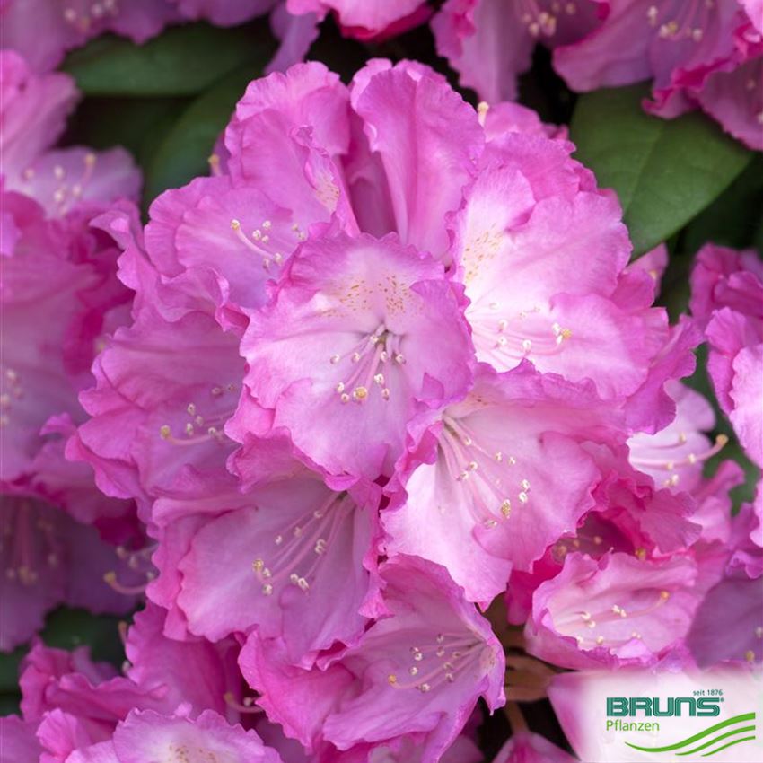 Rhododendron Inkarho (R) yakush. 'Polaris' von Bruns Pflanzen