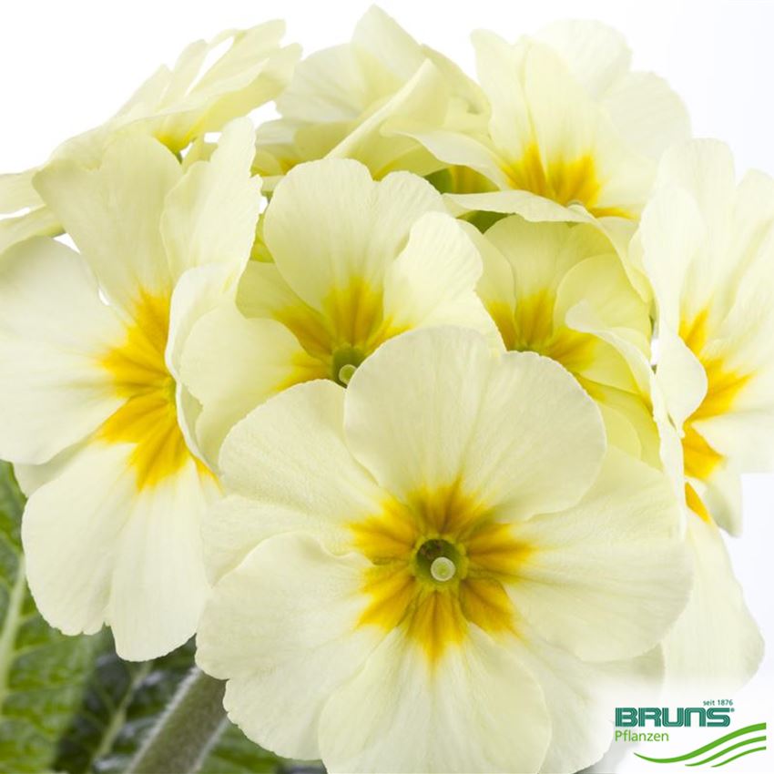 Primula elatior, Wald-Schüsselblume, Himmelsschlüsselchen von Bruns ...