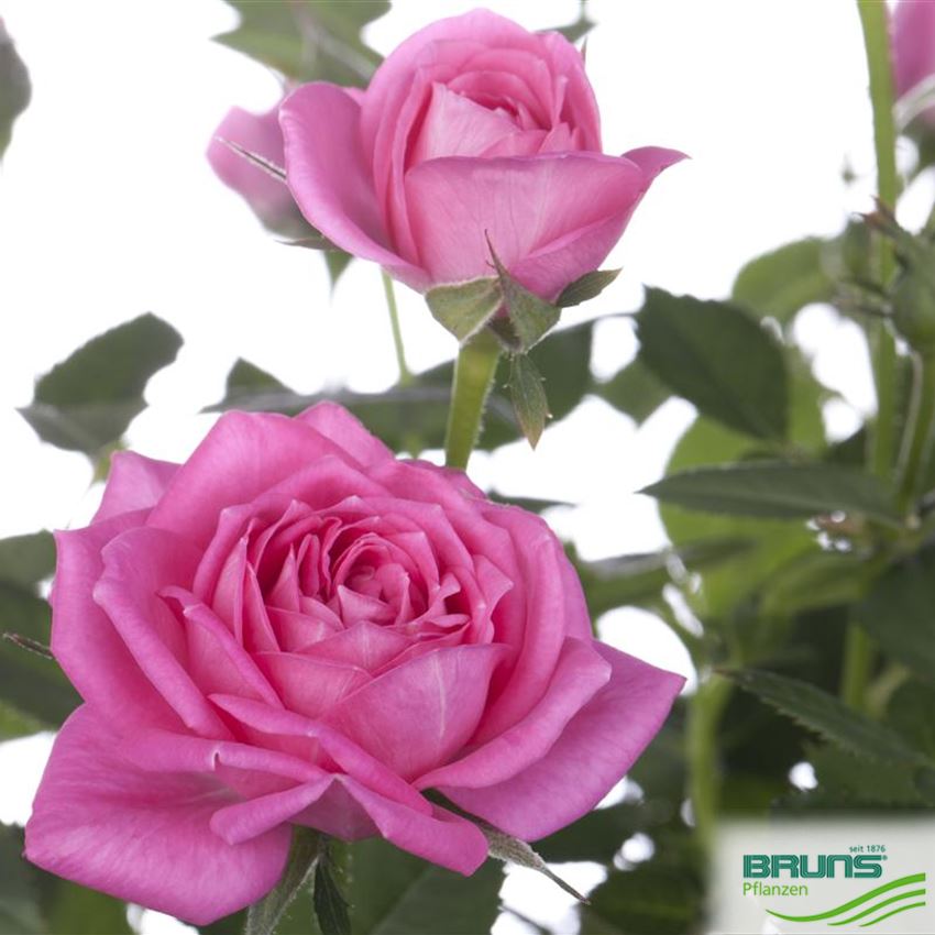 Rosen in Sorten Preisgruppe 5 von Bruns Pflanzen