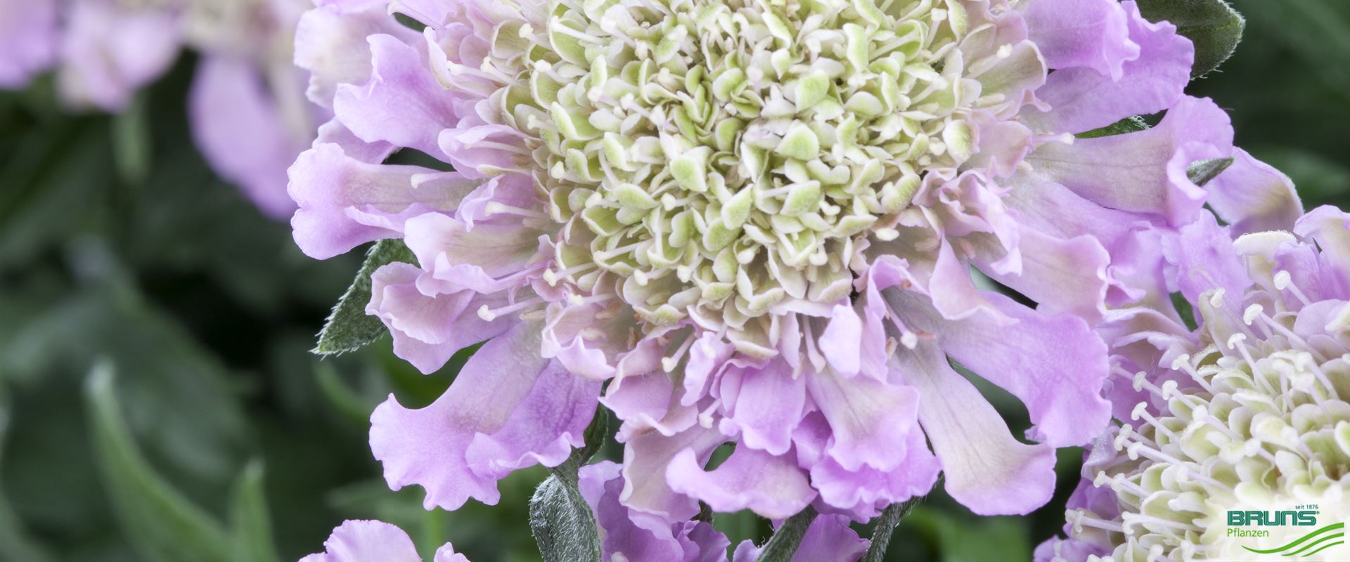 Scabiosa columbaria 'Pink Mist', Small Scabious von Bruns Pflanzen
