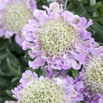 Scabiosa columbaria 'Pink Mist', Small Scabious von Bruns Pflanzen