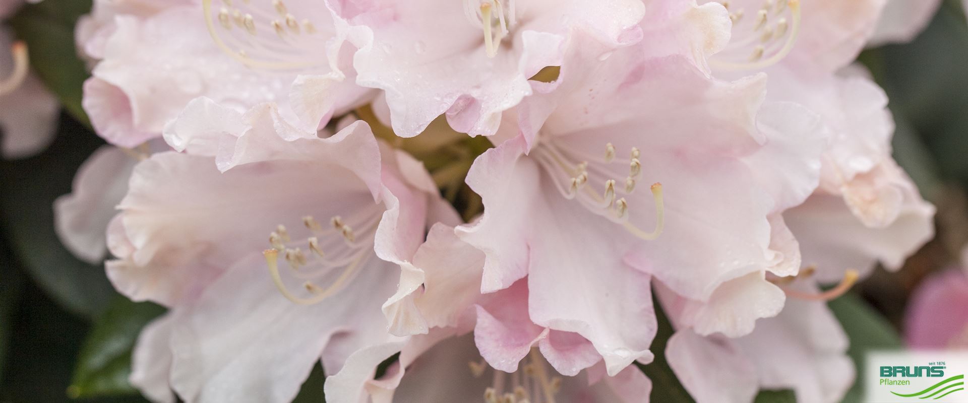 Rhododendron Inkarho (R) yakush. 'Schneekrone' von Bruns Pflanzen