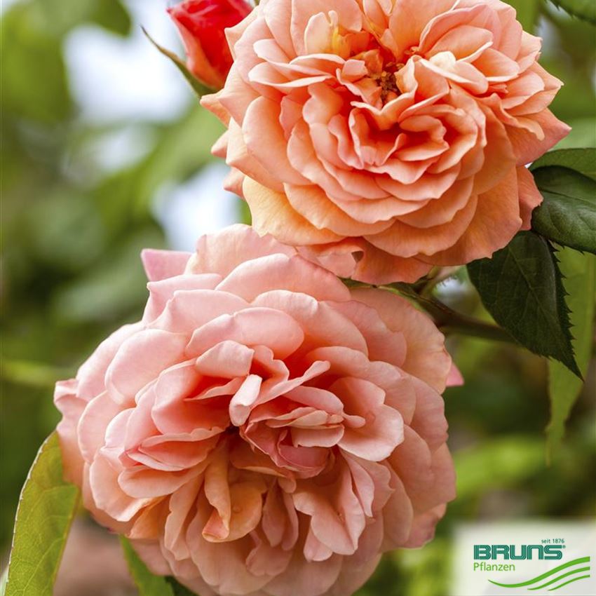 Rosen in Sorten Preisgruppe 5 von Bruns Pflanzen
