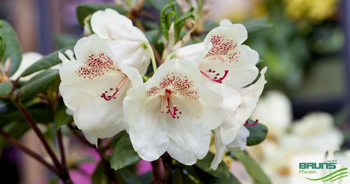 Rhododendron Inkarho (R) 'Viscy' von Bruns Pflanzen